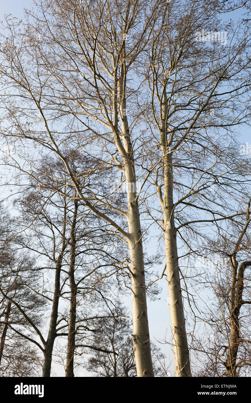 Birch tree at spring hi-res stock photography and images - Alamy