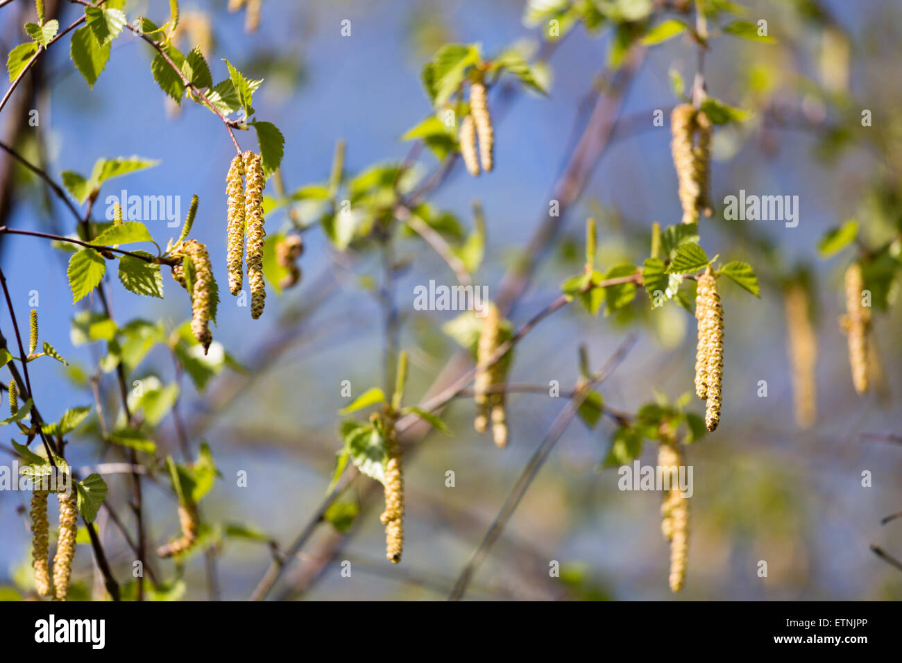 Birch catkins hi-res stock photography and images - Alamy