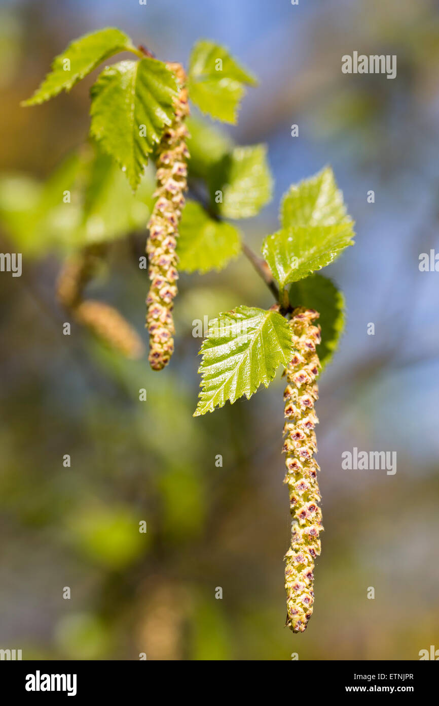 Birch catkins hi-res stock photography and images - Alamy