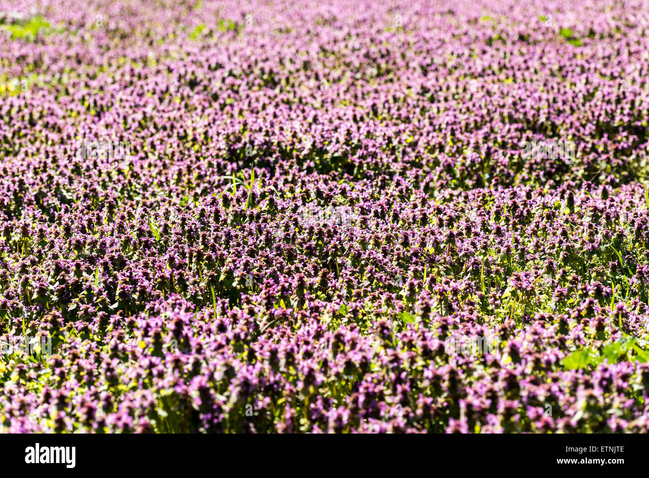 Violet Spring Flowers Field Blossom In Spring Stock Photo - Alamy
