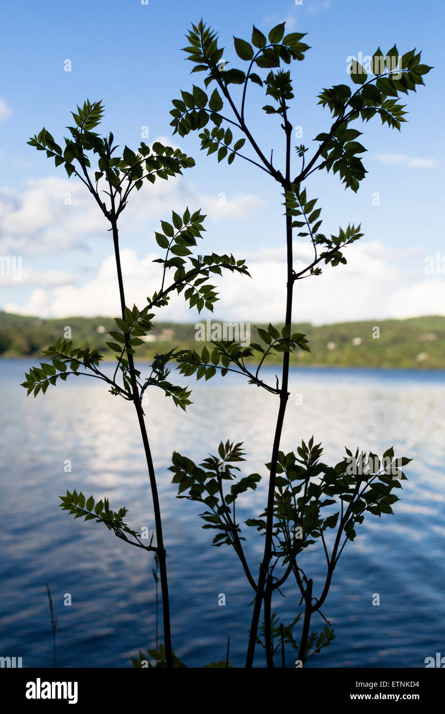Ash sapling hi-res stock photography and images - Alamy