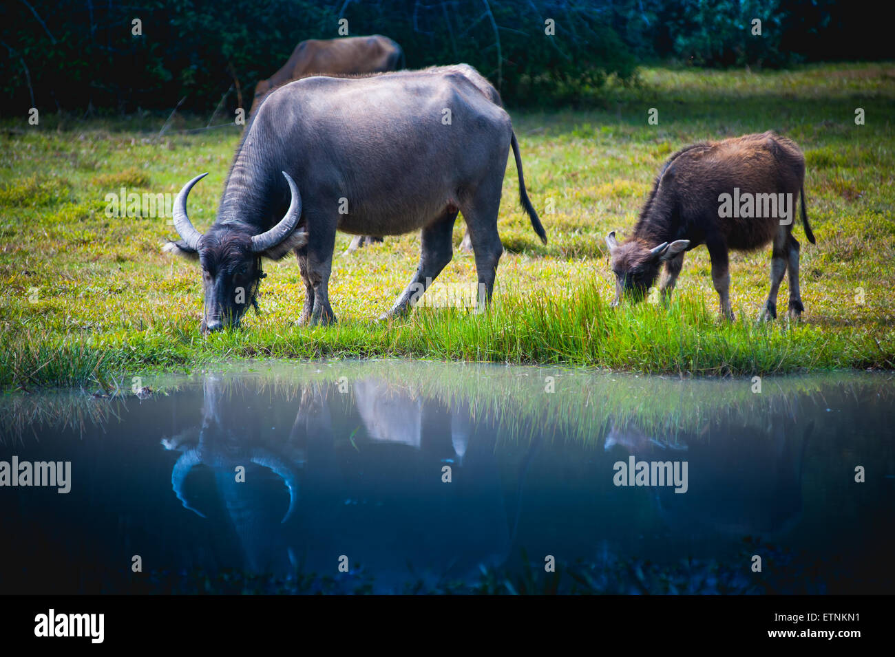 asia buffalo in grass field at thailand Stock Photo - Alamy
