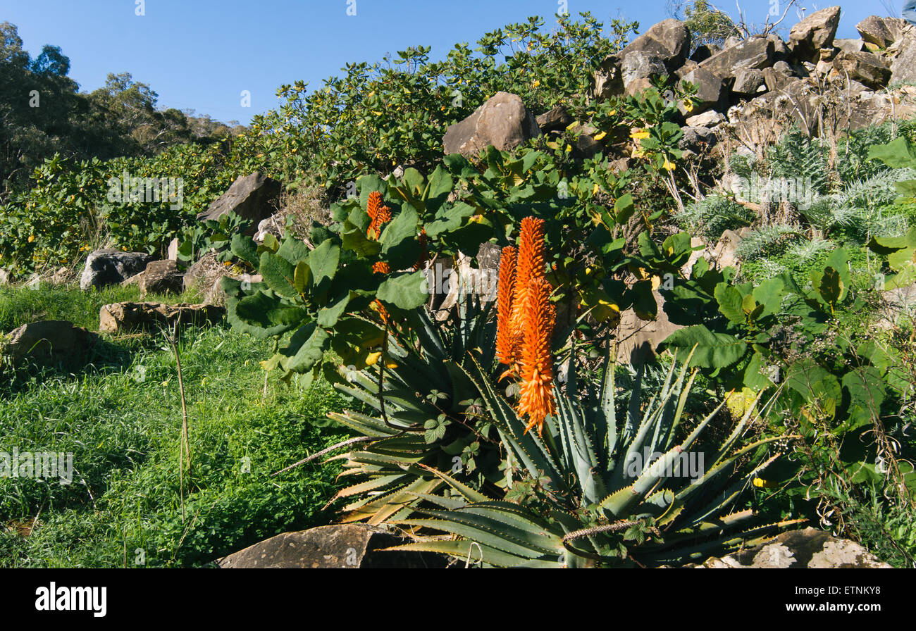 Aloe arborescens on the hills of Adelaide, SA, Australia Stock Photo ...