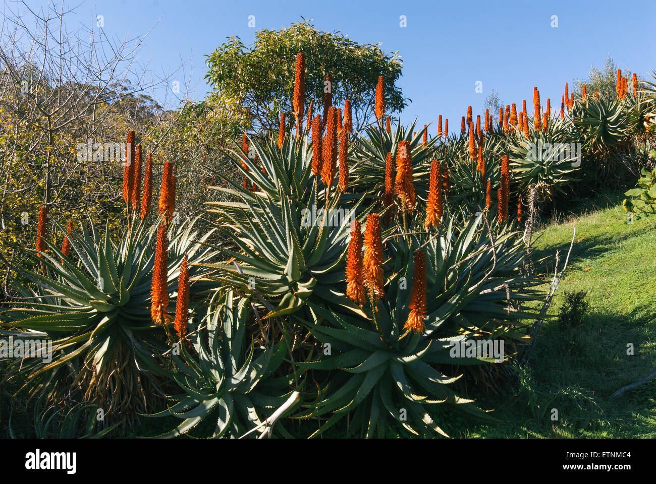 Aloe arborescens on the hills of Adelaide, SA, Australia Stock Photo ...