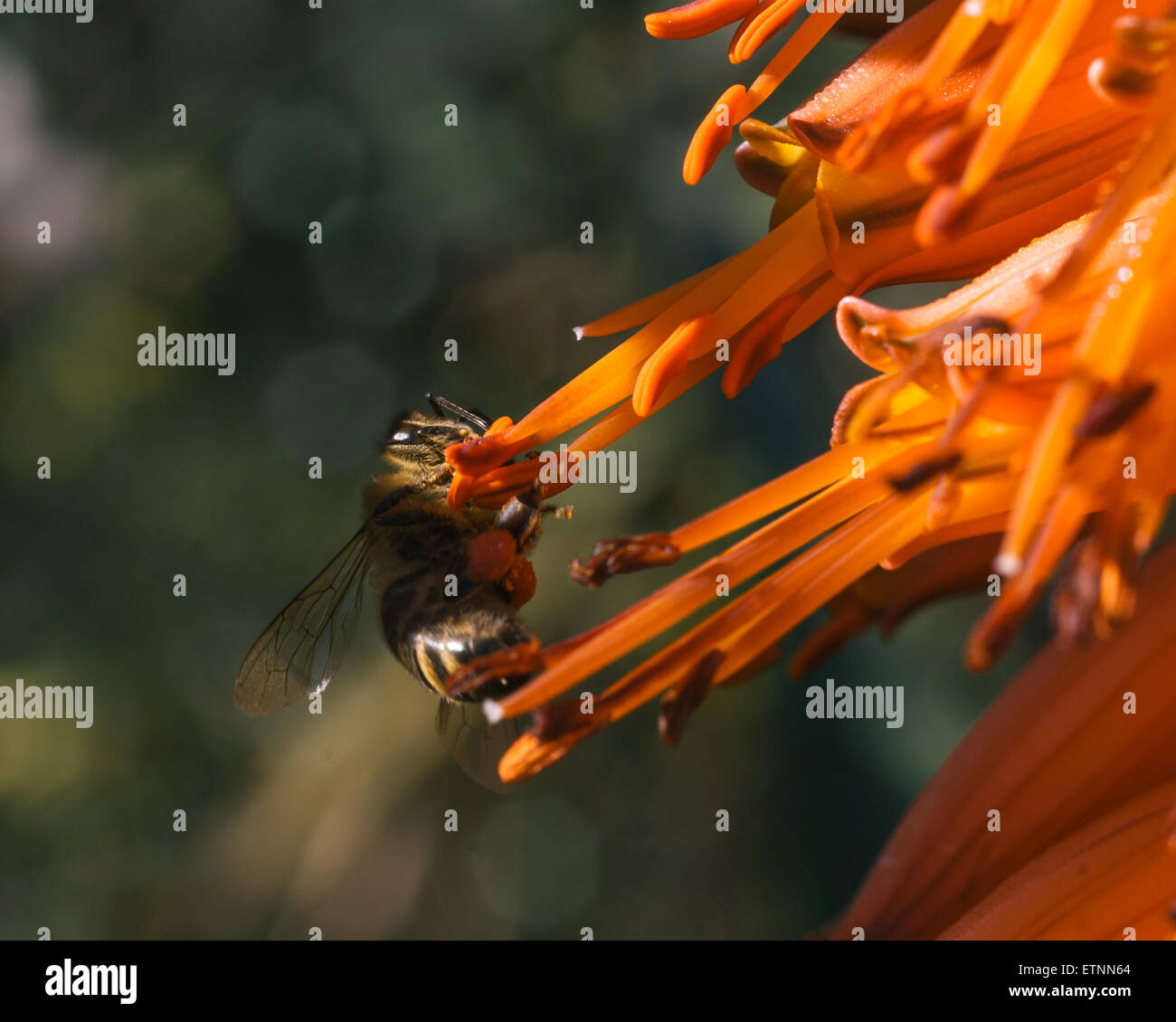 Bee on a flower Aloe arborescens, Adelaide, Australia, SA Stock Photo ...