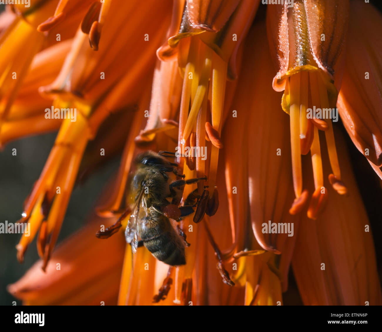 Bee on a flower Aloe arborescens, Adelaide, Australia, SA Stock Photo ...