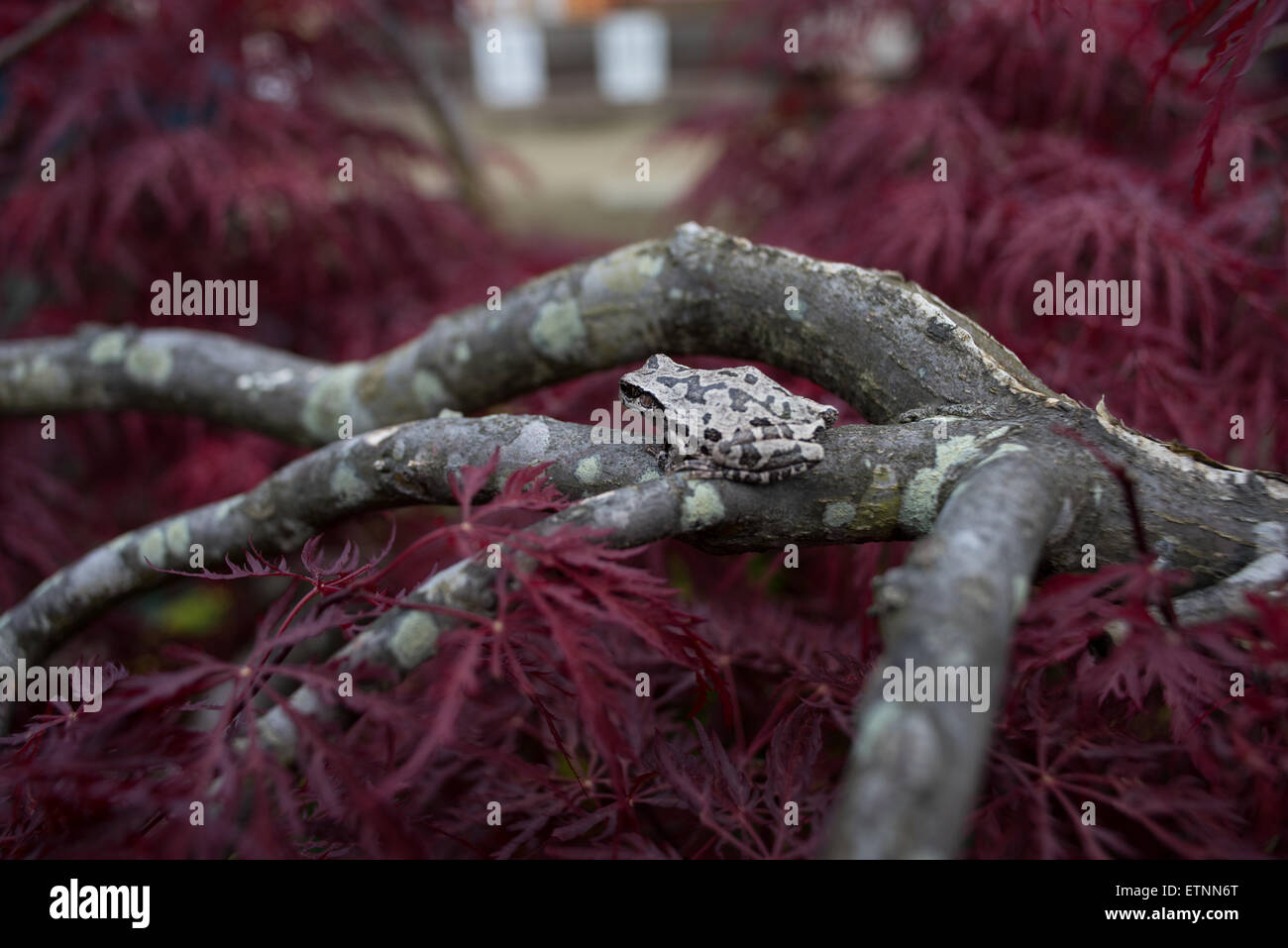 Freedom frog hi-res stock photography and images - Alamy
