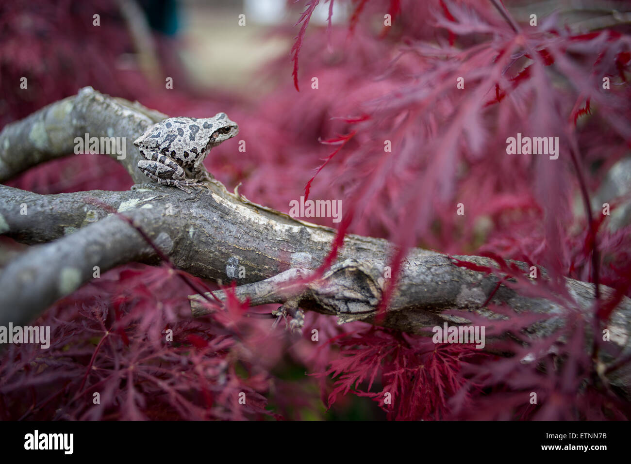 Frog on a tree, Fukushima Prefecture, Japan Stock Photo - Alamy