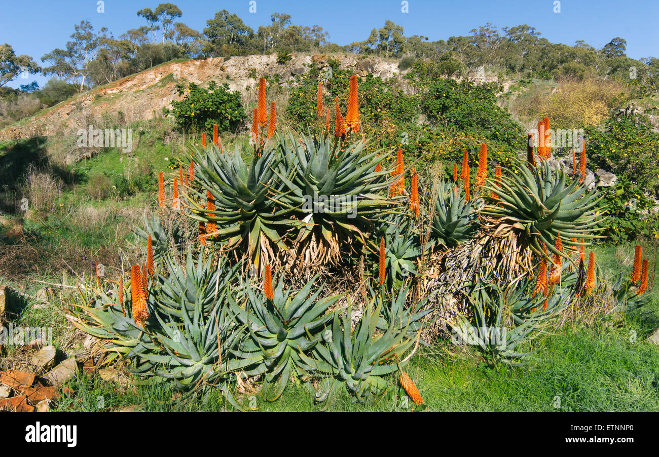 Aloe arborescens on the hills of Adelaide, SA, Australia Stock Photo ...