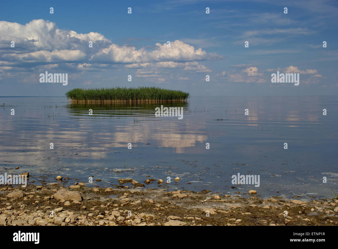reed island, lake Peipsi/Peipus, Estonia Stock Photo - Alamy