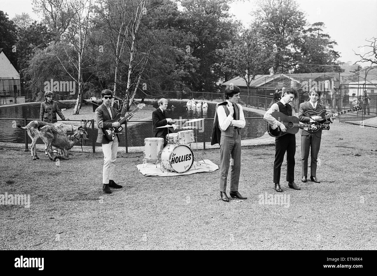 The animals 1964 performing hi-res stock photography and images - Alamy