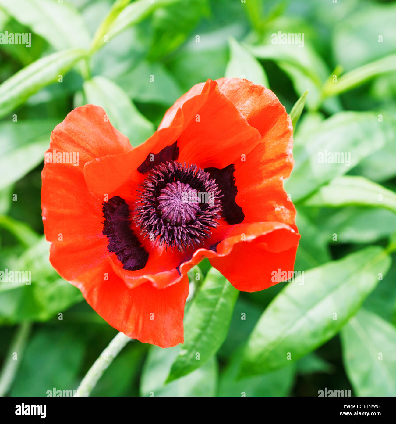 Top view poppy plant hi-res stock photography and images - Alamy