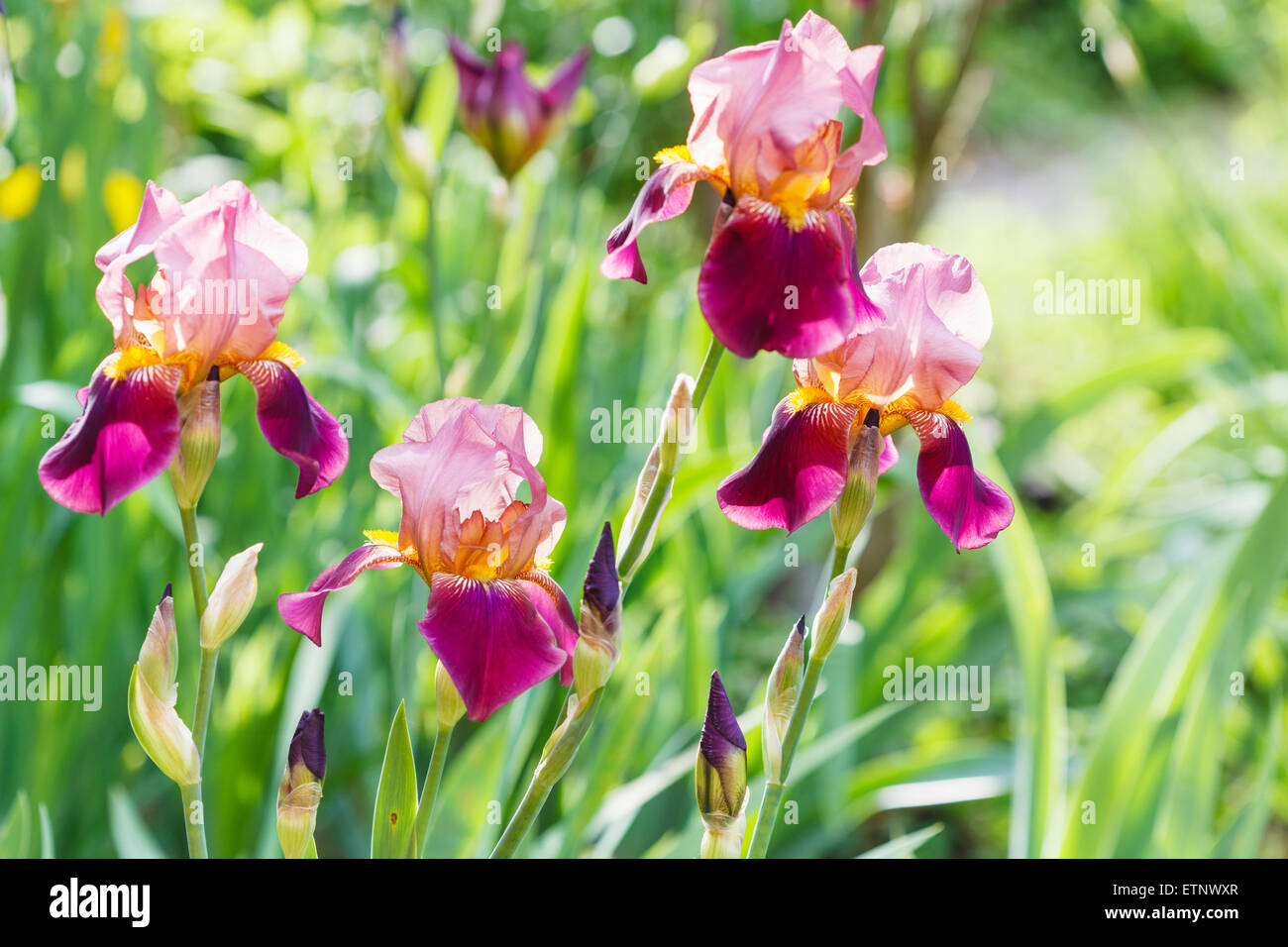 tall bearded iris flowers on meadow in summer Stock Photo - Alamy