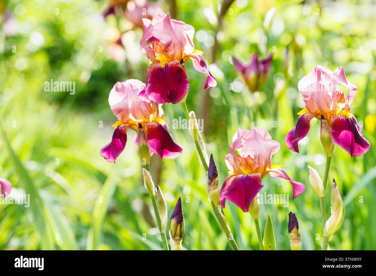 tall bearded iris flowers on lawn in summer Stock Photo - Alamy