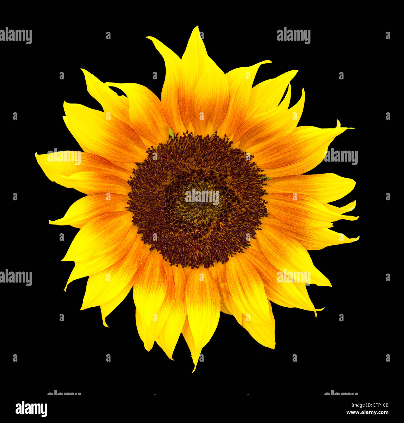 Amazingly beautiful single sunflower, isolated Stock Photo - Alamy