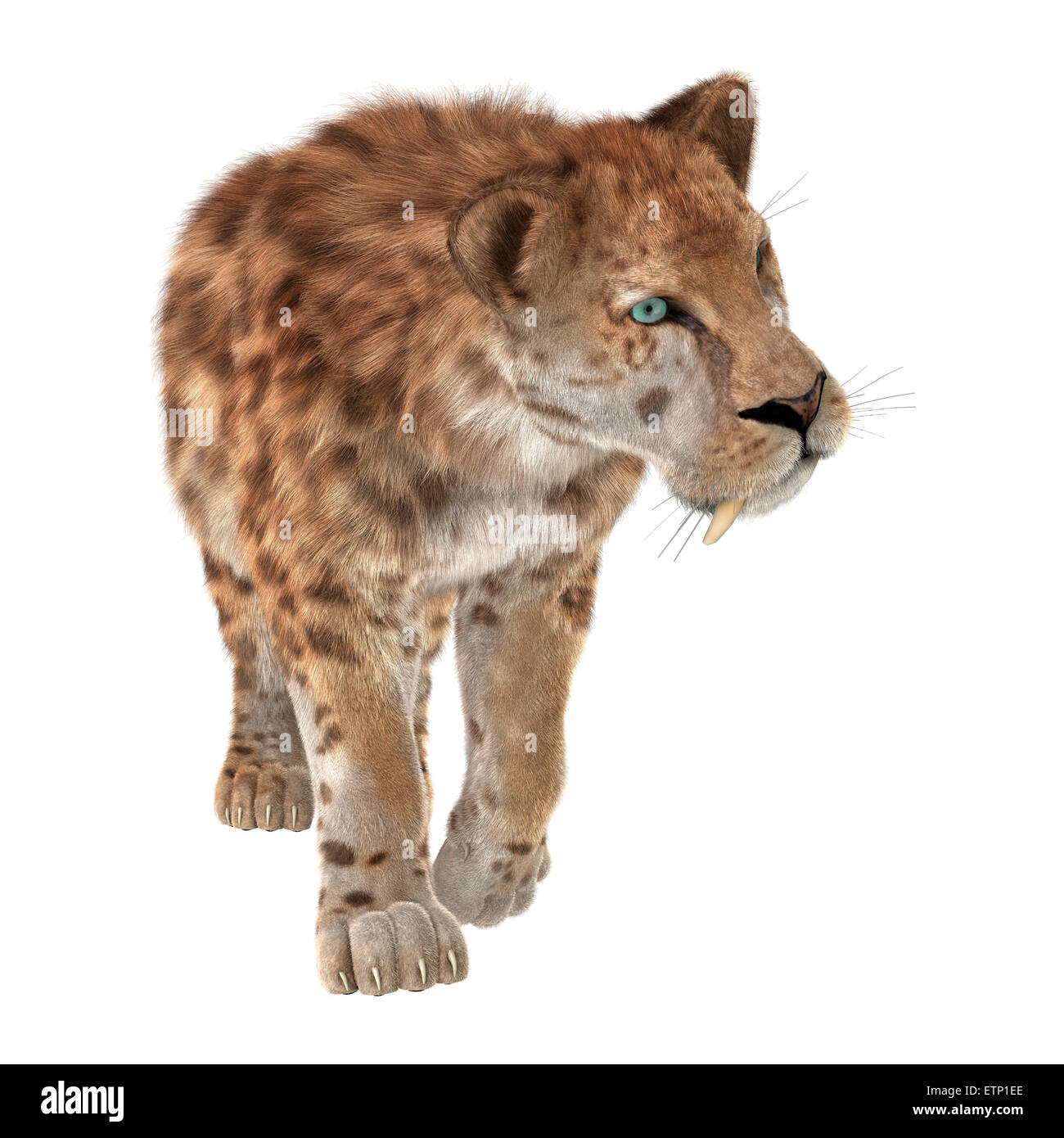 3D digital render of a big cat sabertooth isolated on white background ...
