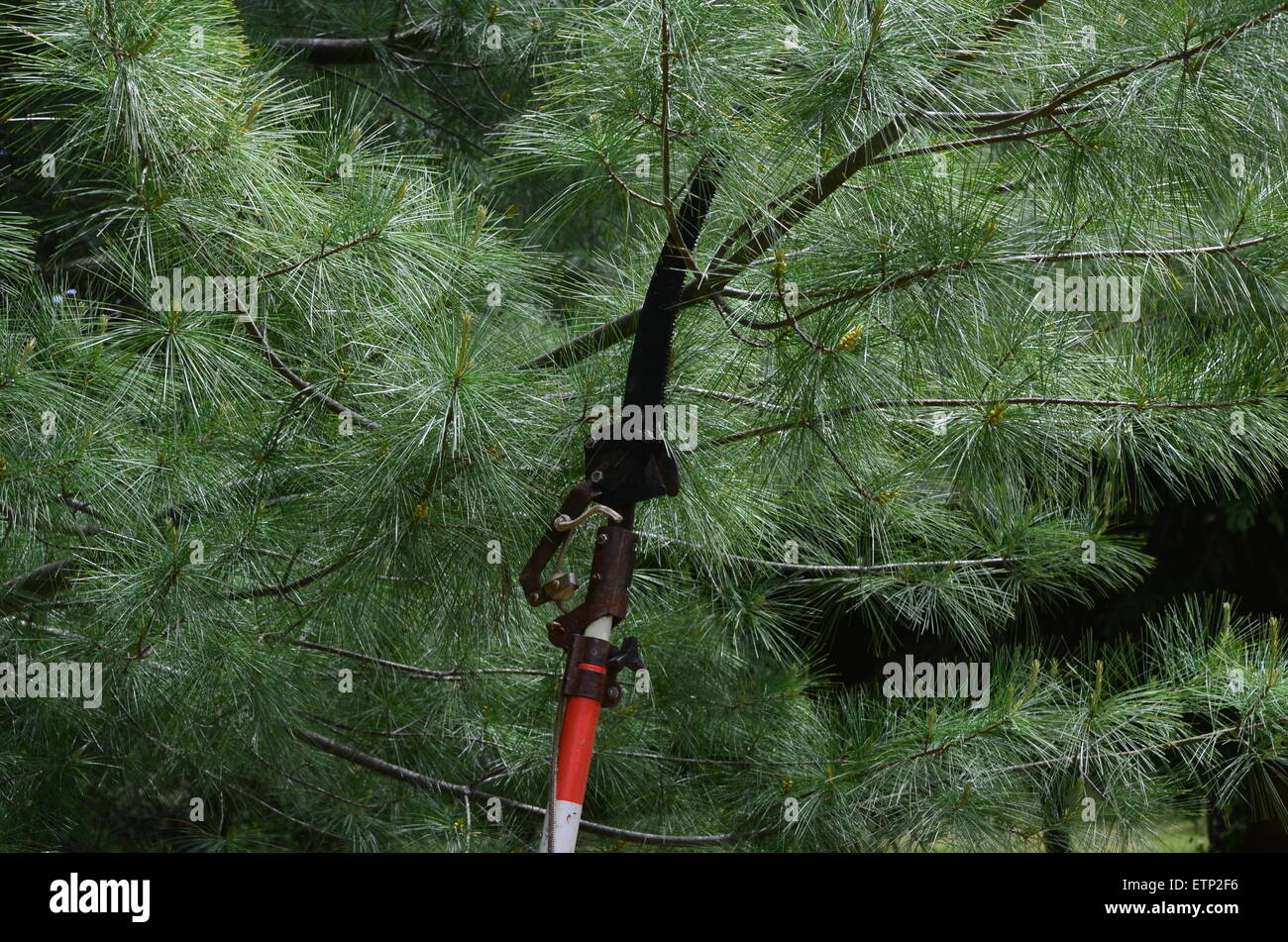Cut limb hi-res stock photography and images - Alamy