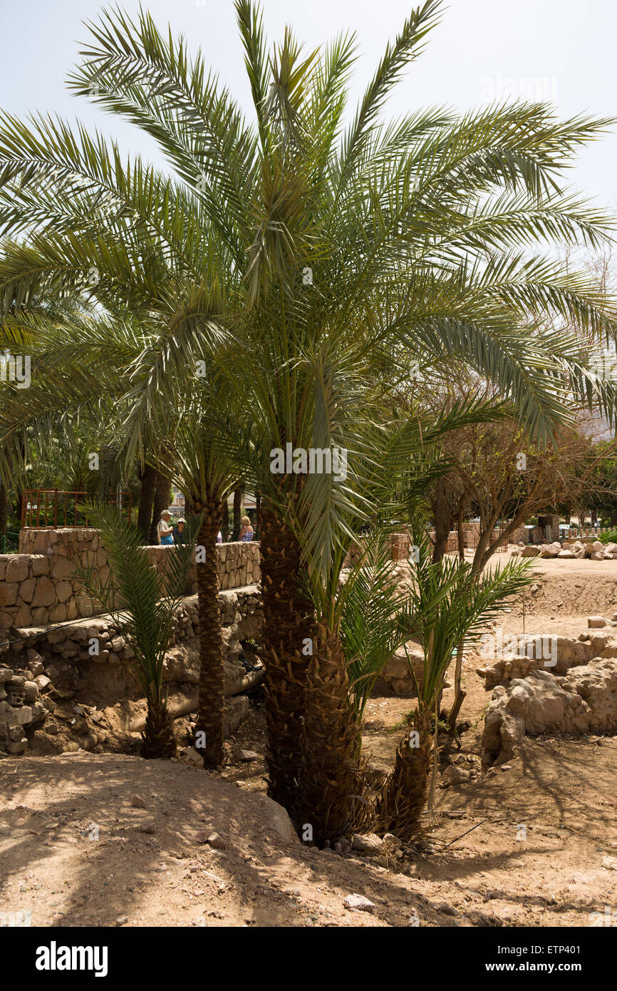Ancient Aqaba. Jordan. Arabia. Ruins of medieval Ayla city, Aqaba ...