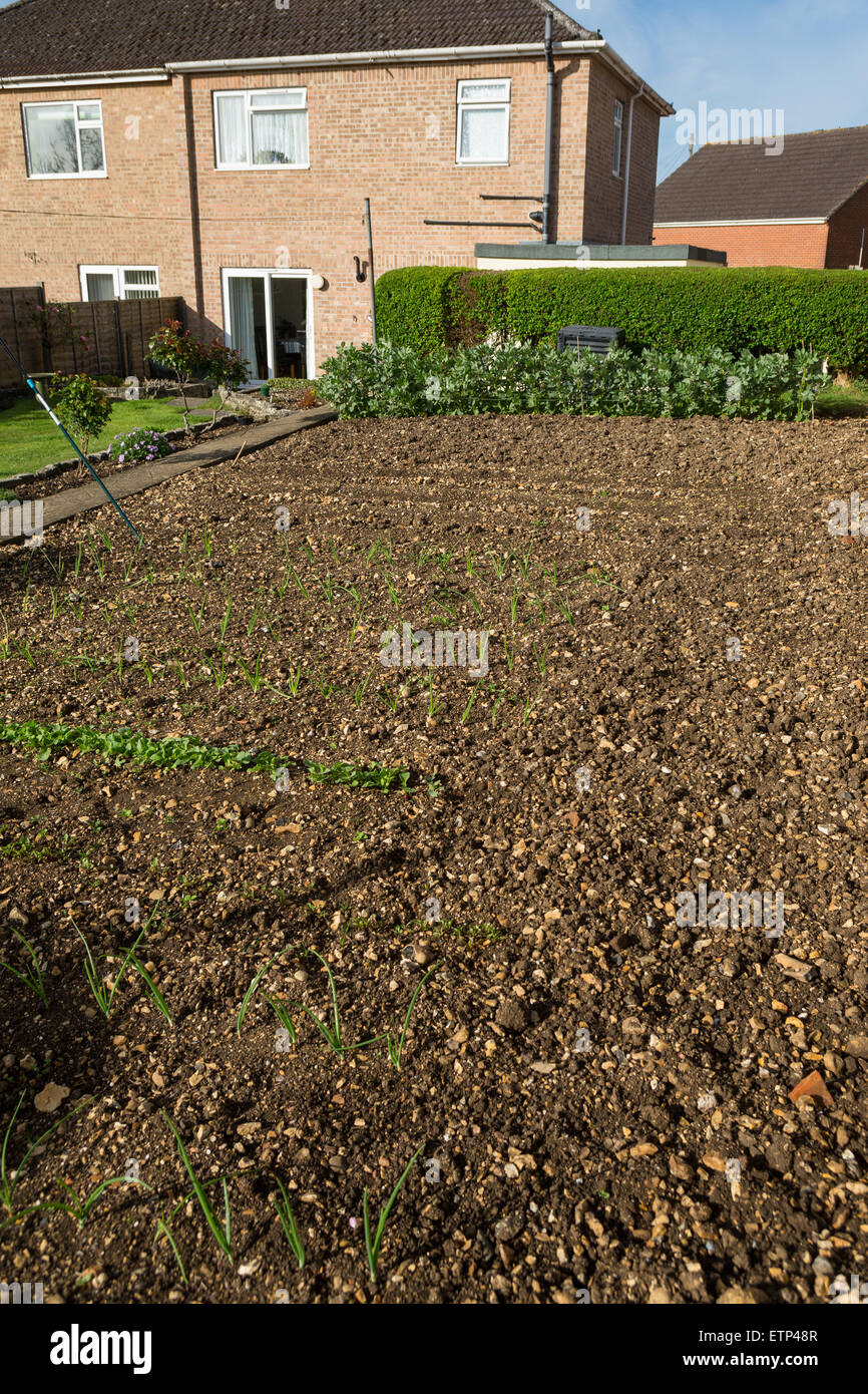 Vegetables starting to grow in Spring Sunshine .England UK Stock Photo ...