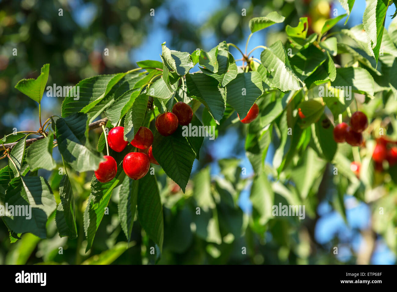 Cherries hang on cherry tree hi-res stock photography and images - Alamy