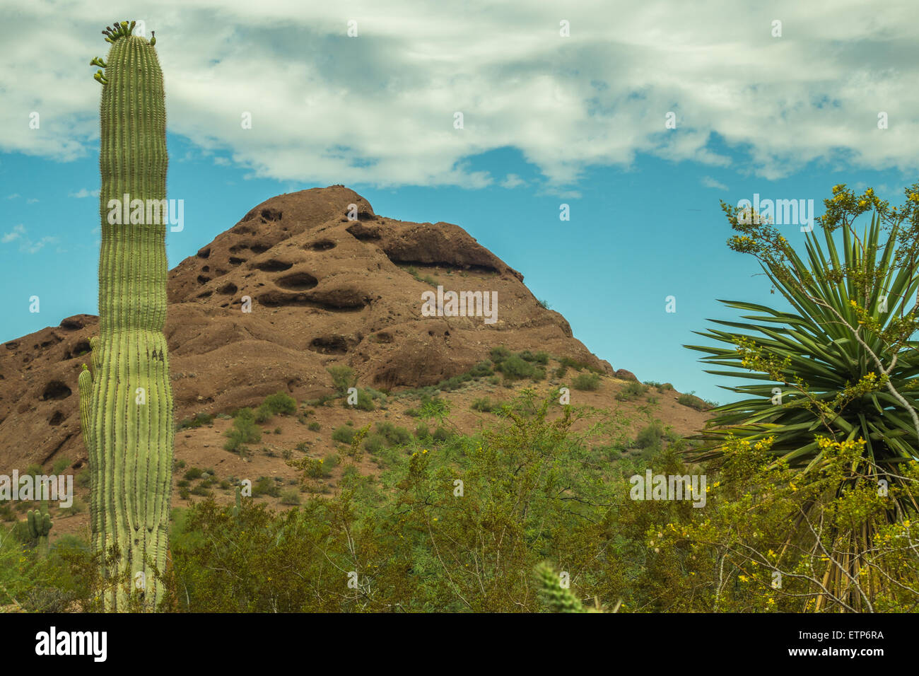 The Alien and Beautiful Life of the Desert in the Southwest USA Stock ...