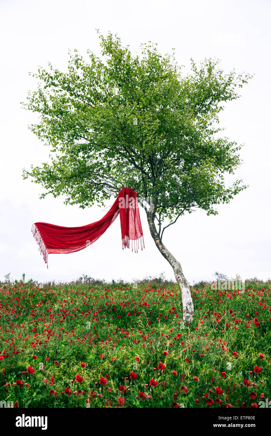 a red scarf hanging in a tree, is blowing in the wind Stock Photo - Alamy