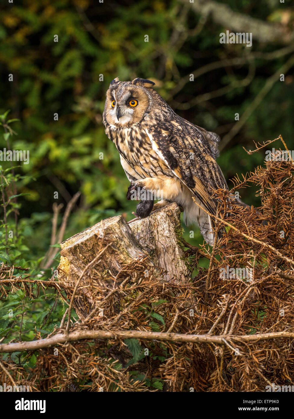 Owl with prey hi-res stock photography and images - Alamy