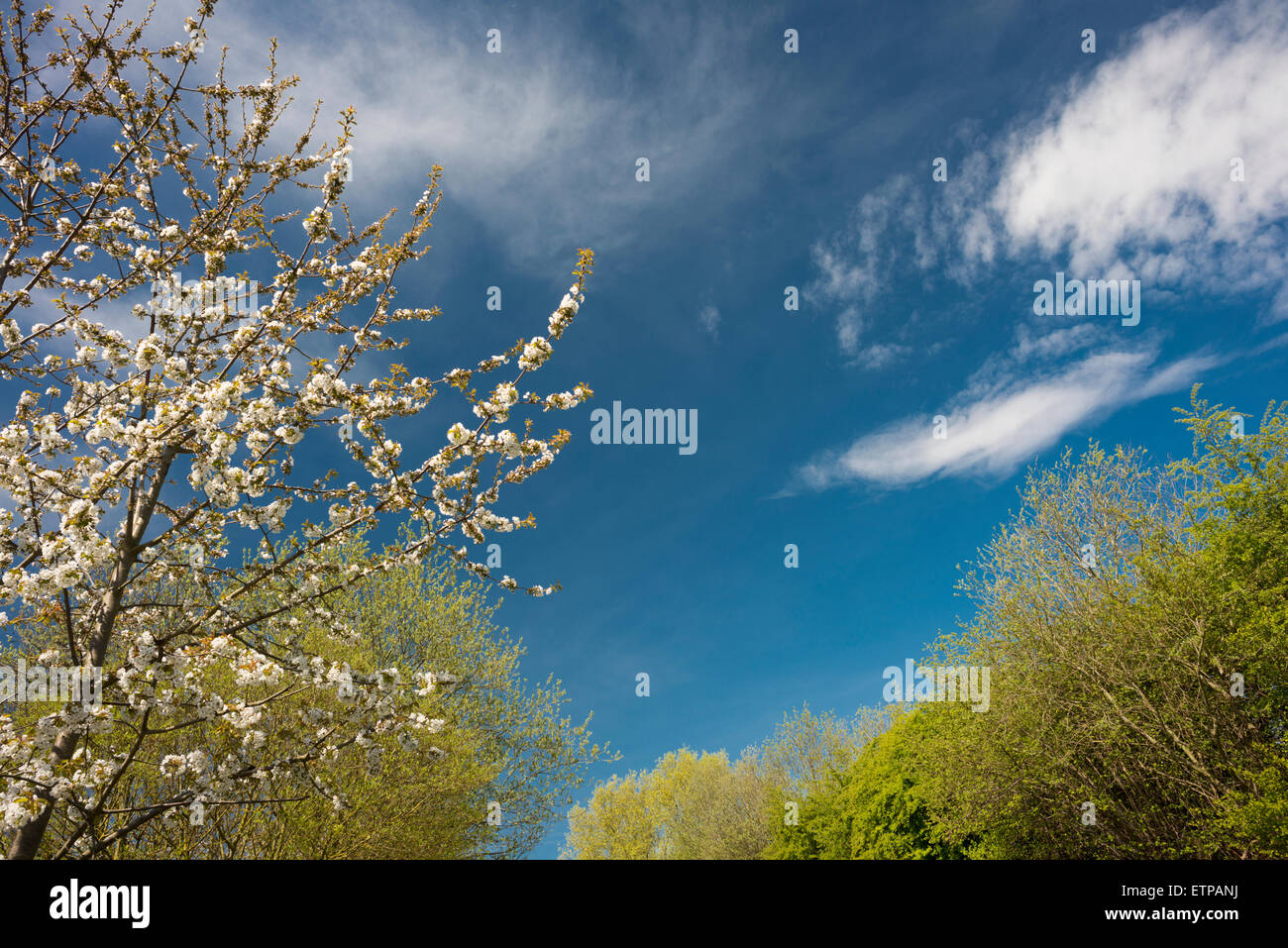 Prunus spp hi-res stock photography and images - Alamy