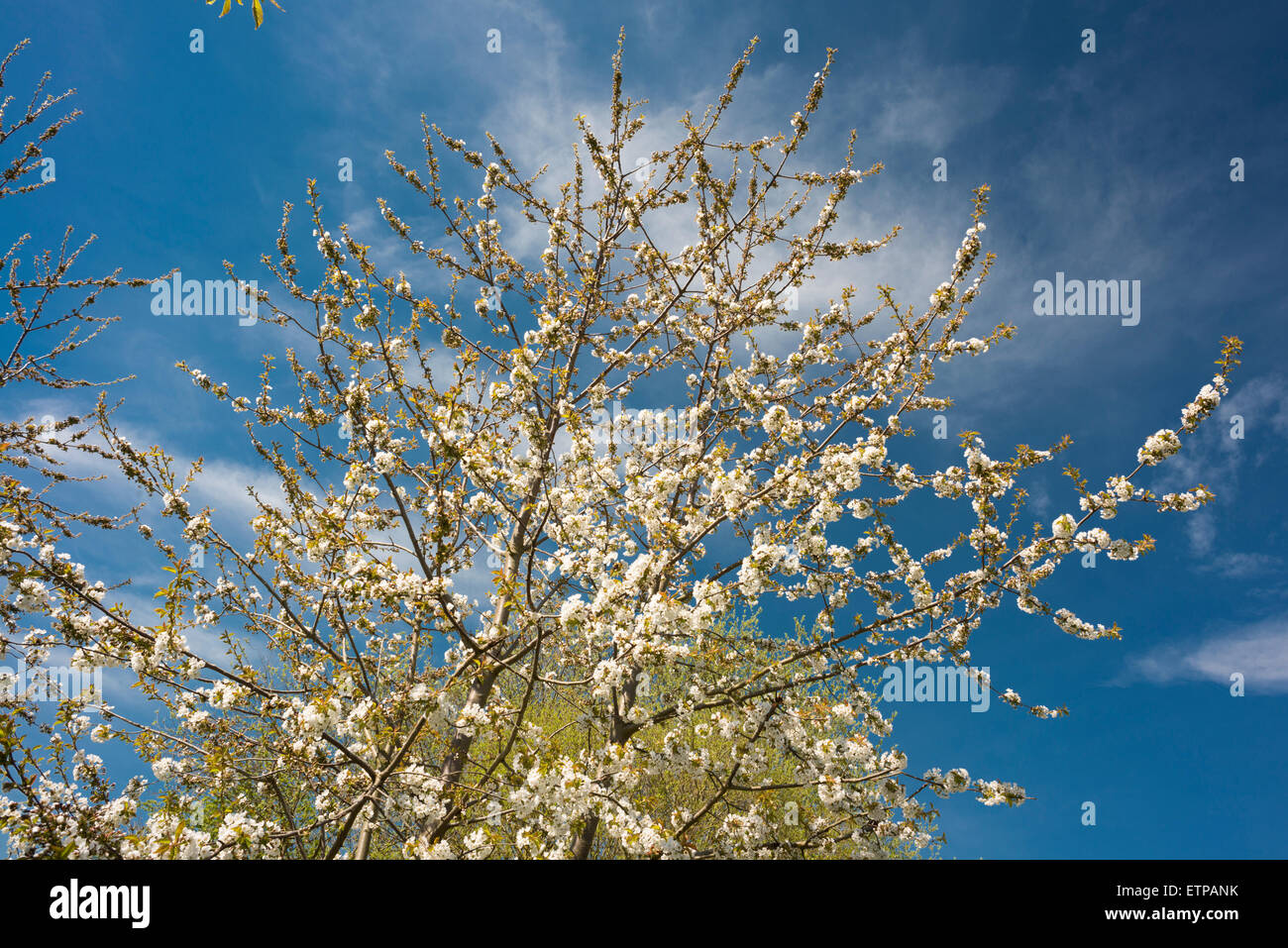 Wild cherry tree (Prunus spp.) in flower in May, with light green ...