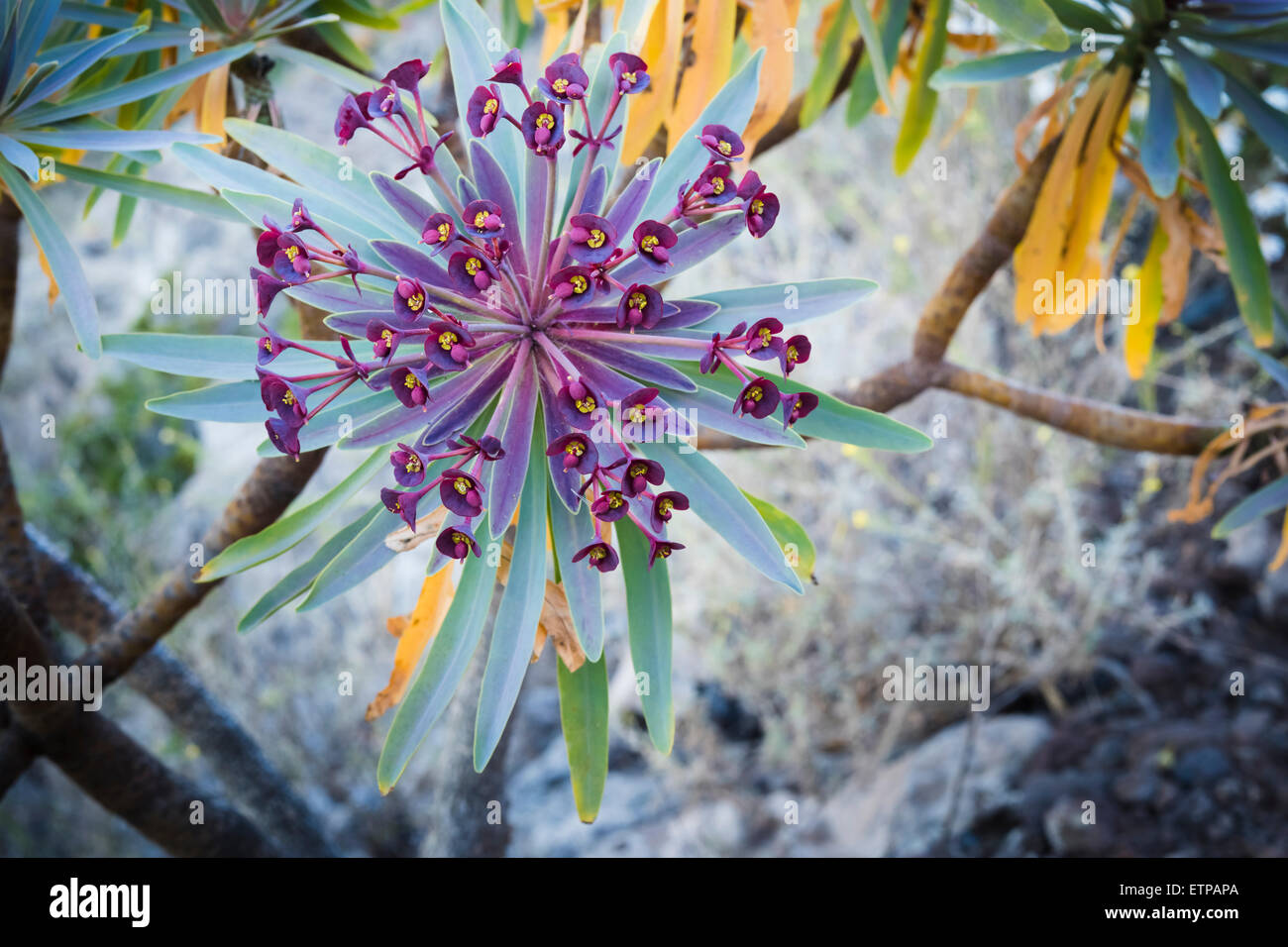Euphorbia atropurpurea (purple-flowering tabaiba) in flower on the wall ...