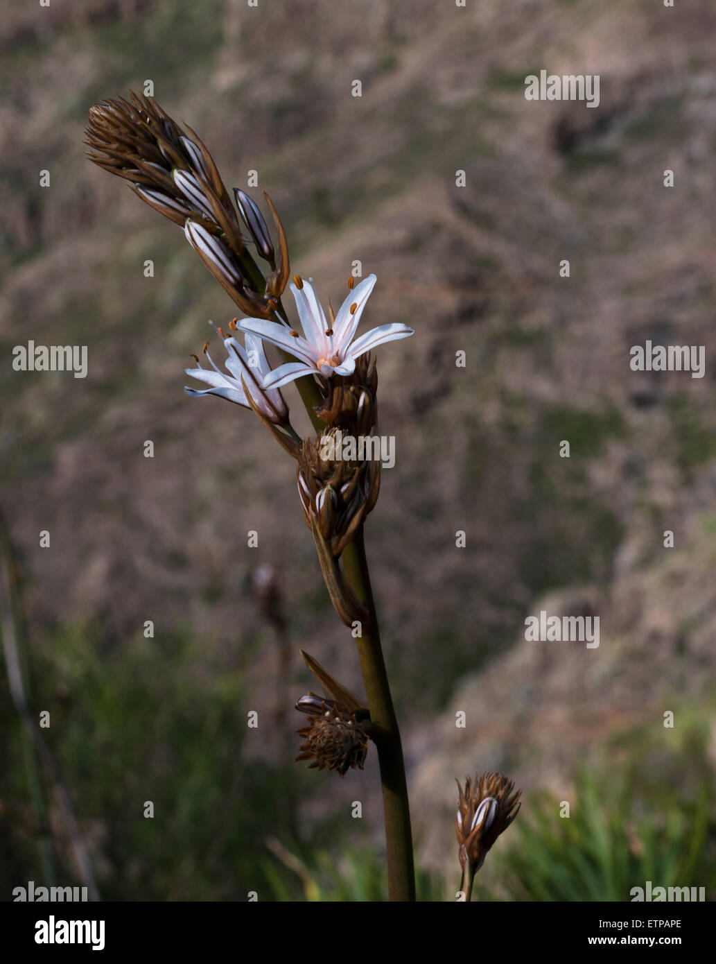 Asphodel lily white flower hi-res stock photography and images - Alamy