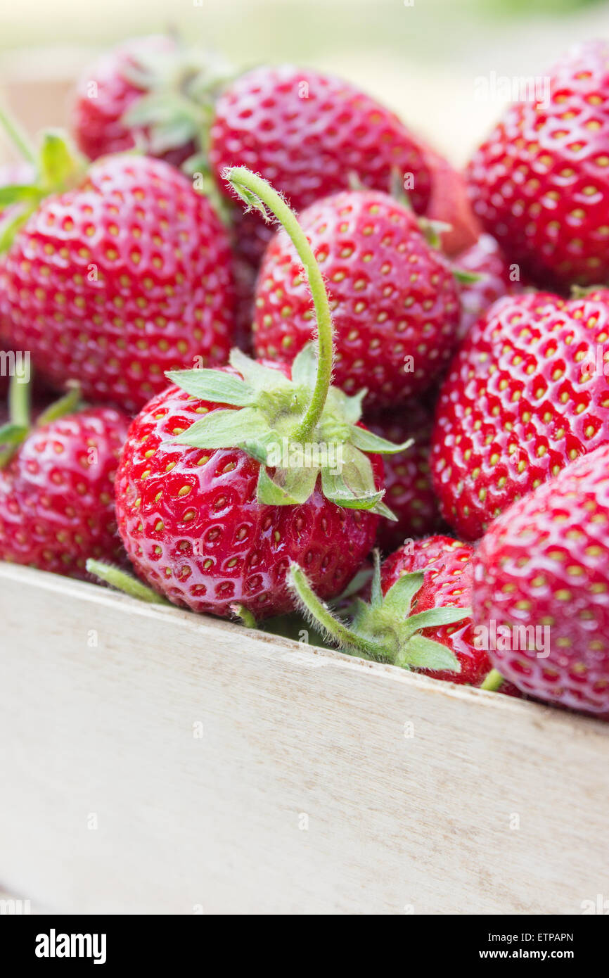ripe, red strawberries Stock Photo - Alamy
