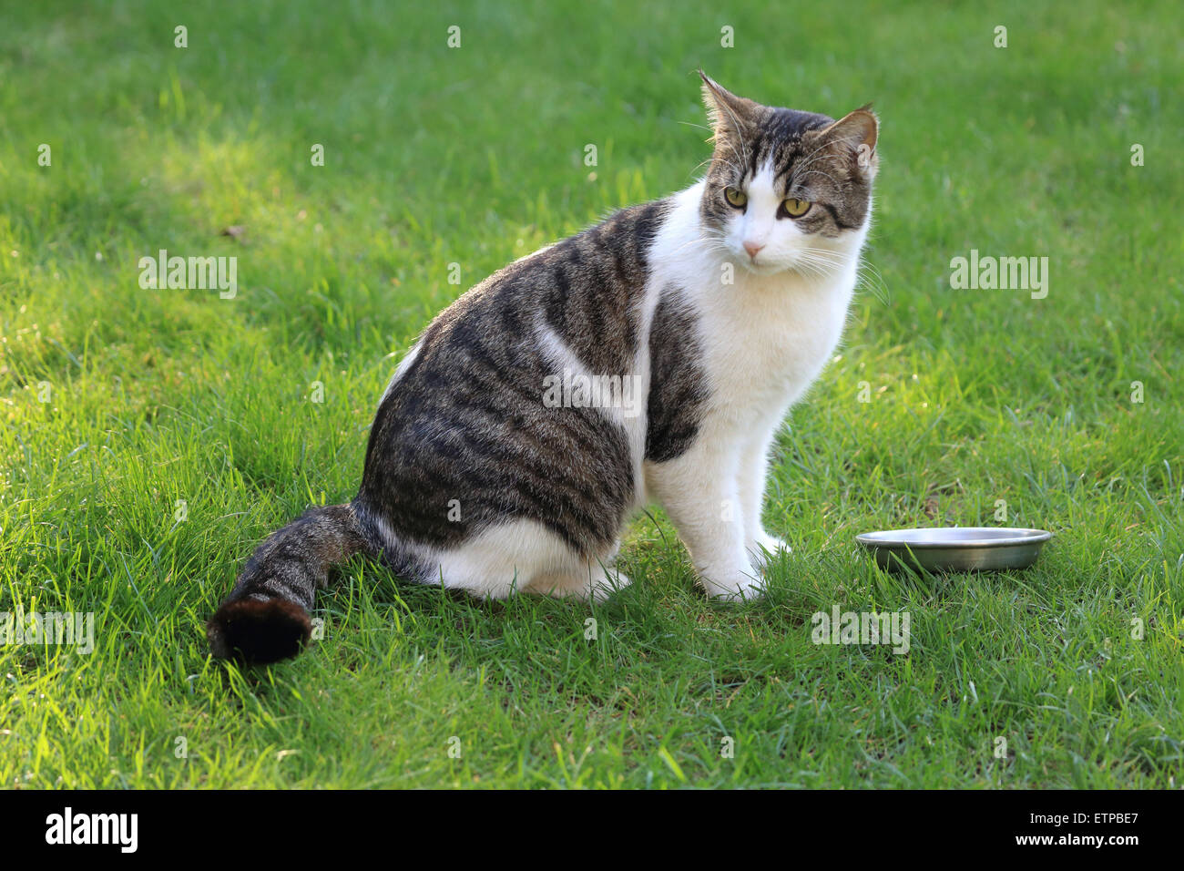 Felis silvestris catus domestic hi-res stock photography and images - Alamy