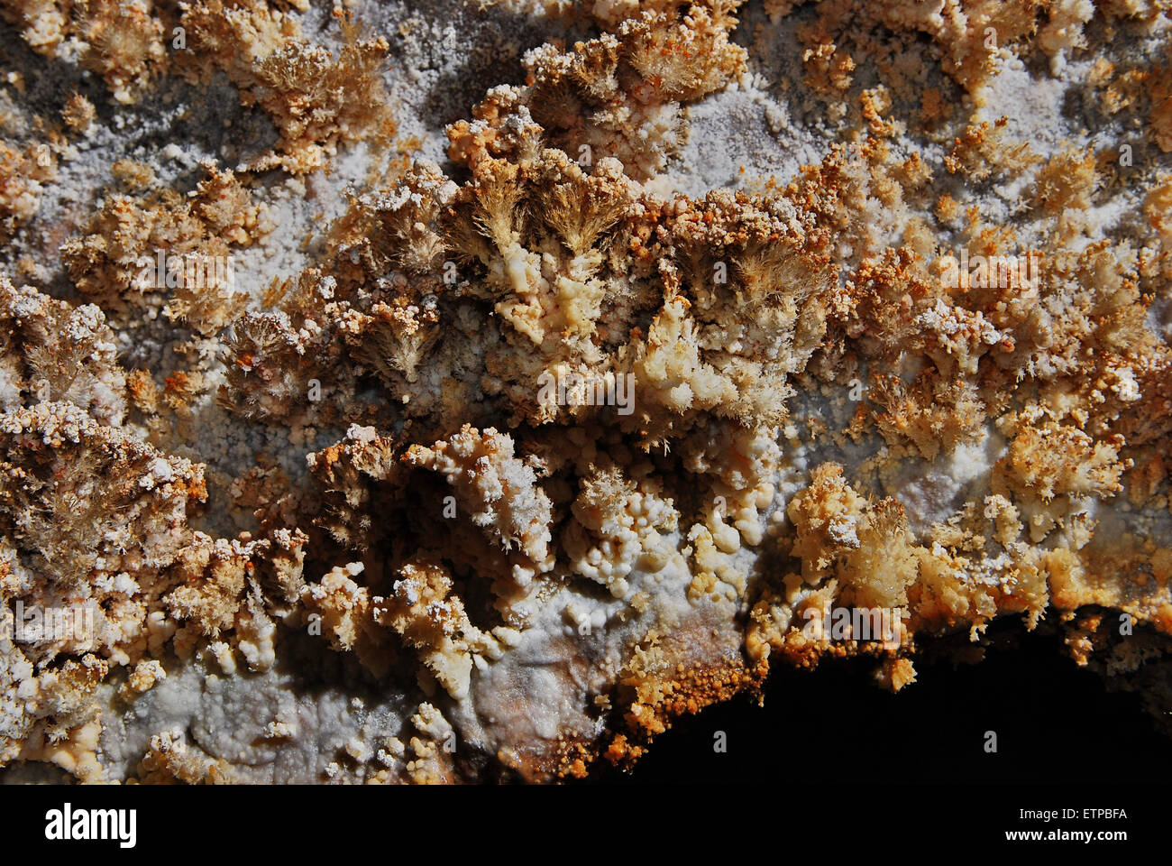 small crystal tree in a cave Stock Photo - Alamy