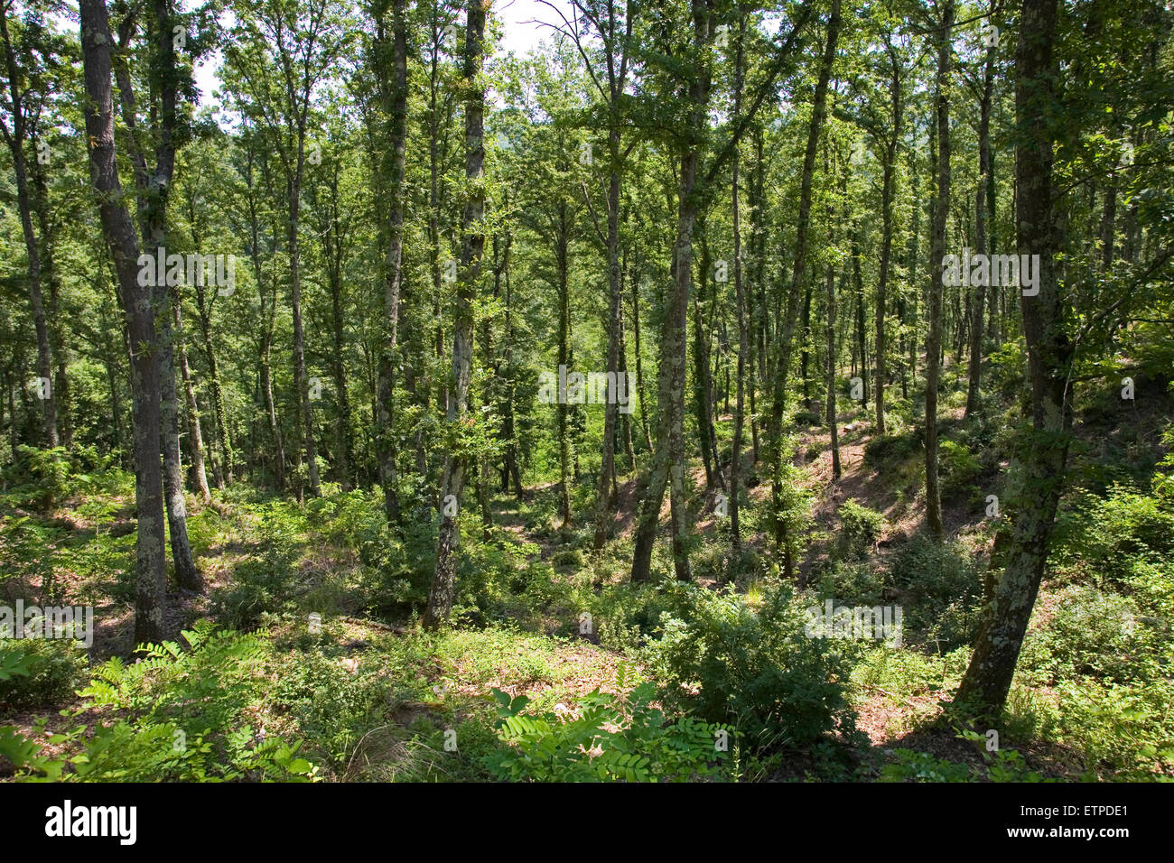 europe, italy, tuscany, montieri, forest Stock Photo - Alamy