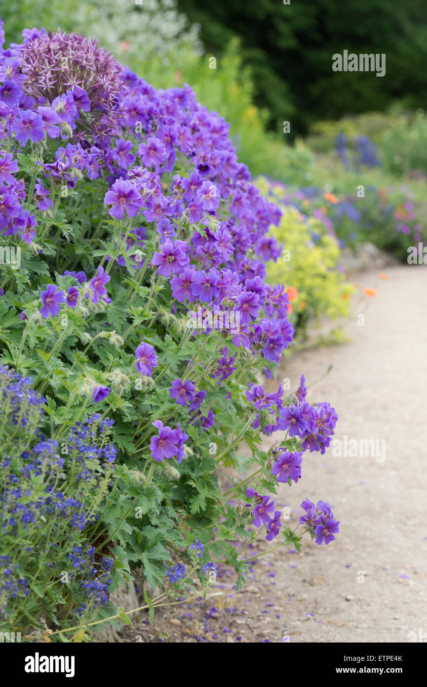 Geranium flower border hi-res stock photography and images - Alamy