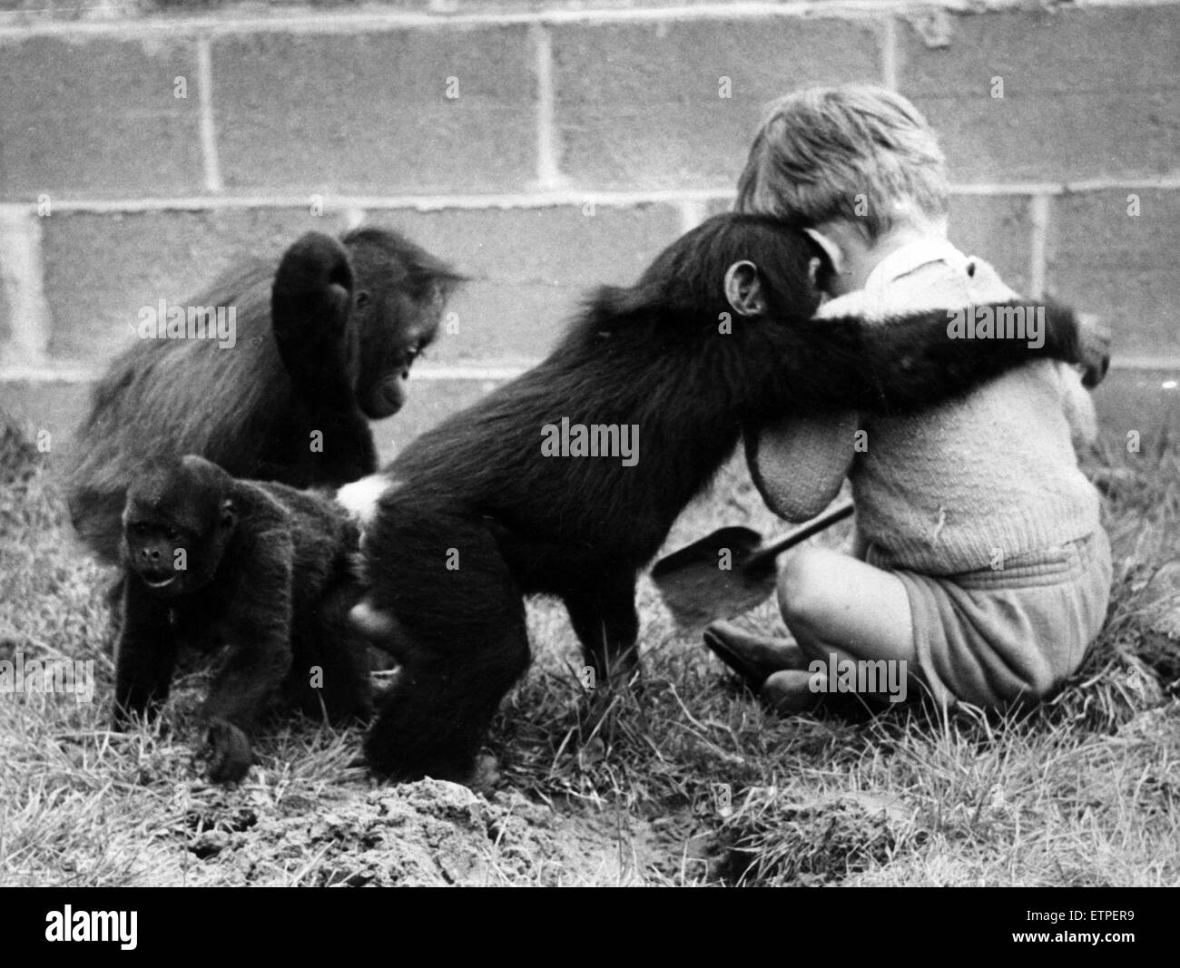 Children playing with monkeys at Chester Zoo, 16th May 1960. Peter ...