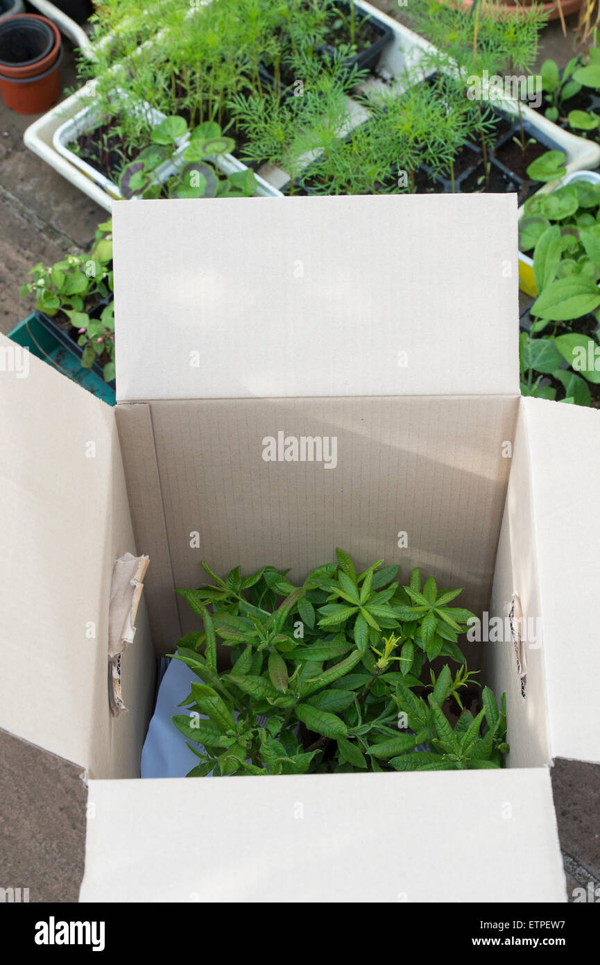 Cardboard plant hi-res stock photography and images - Alamy