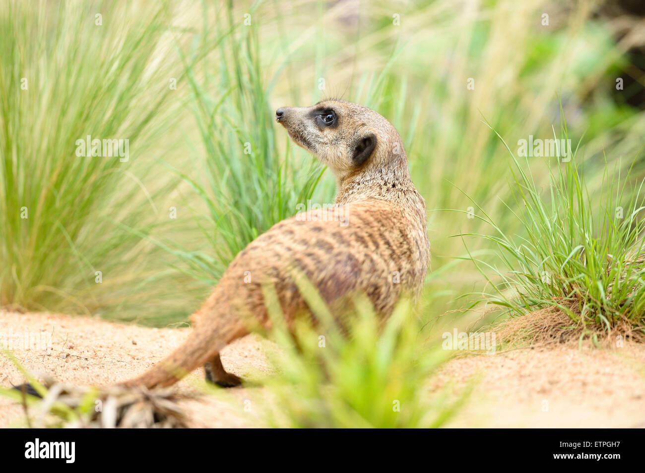 Meerkat, Suricata suricatta, side view, standing Stock Photo - Alamy