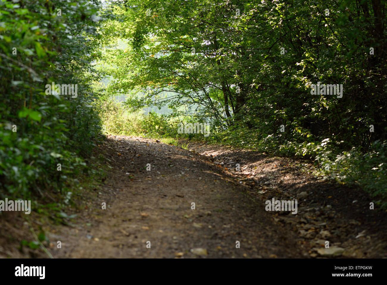 Landscape, gravel road, forest edge Stock Photo - Alamy