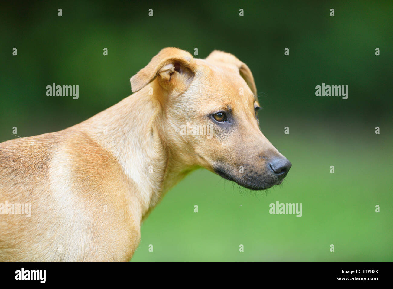 Mixed Breed Dog, portrait, side view Stock Photo - Alamy