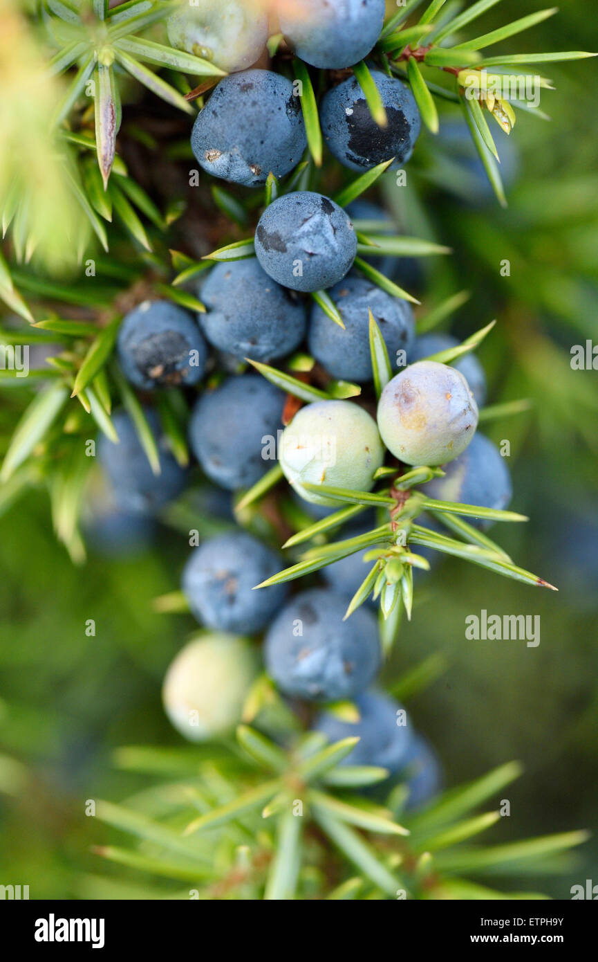 Common juniper, Juniperus communis, fruits, ripe Stock Photo - Alamy