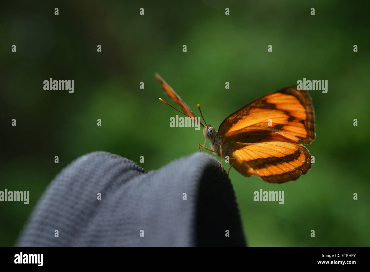 Striped butterfly hi-res stock photography and images - Alamy