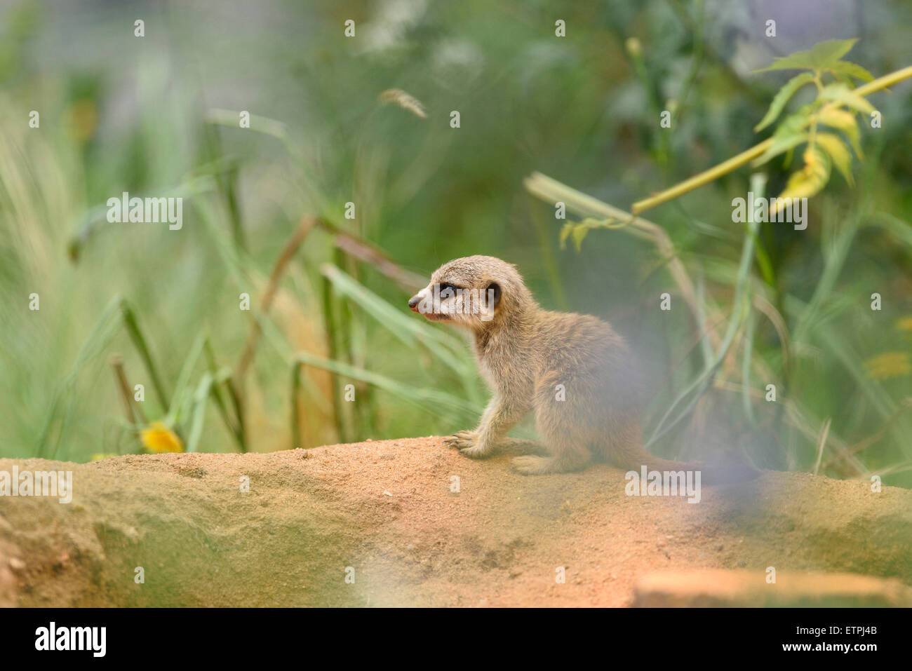 Suricata babies hi-res stock photography and images - Alamy