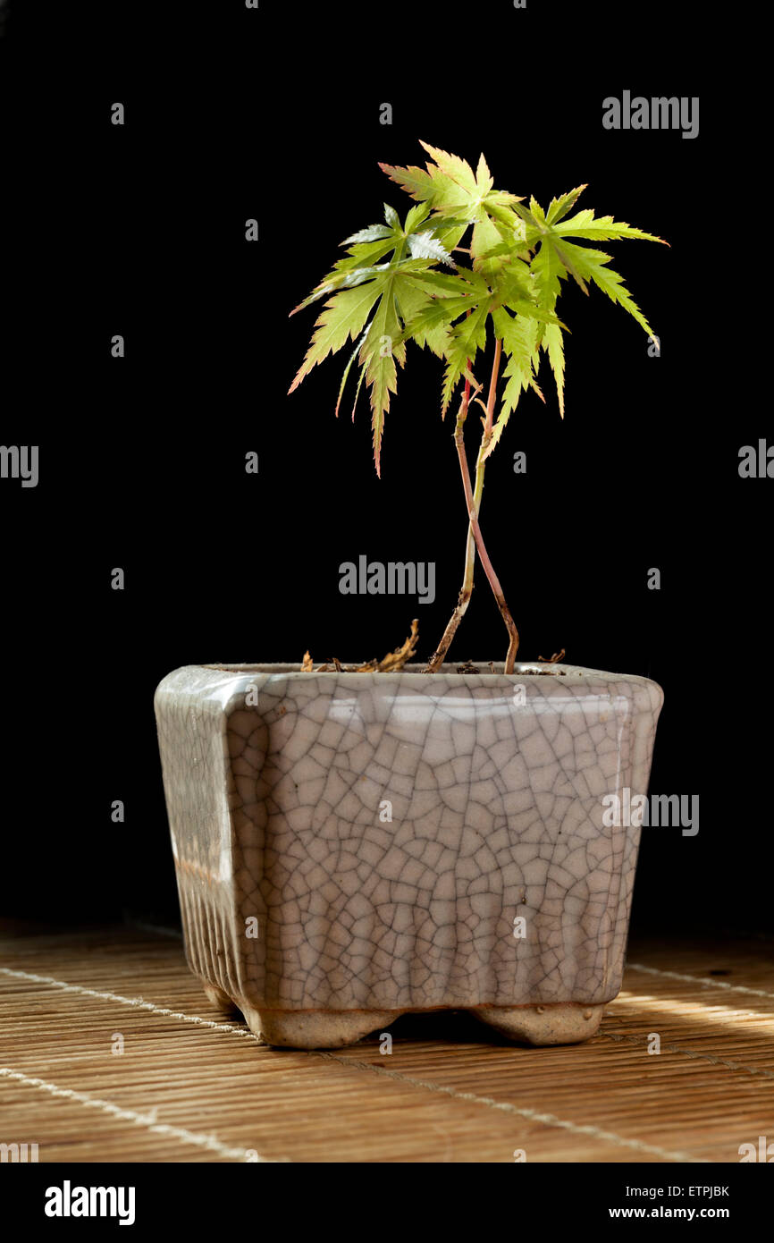 Japanese Acer Seedling Stock Photo - Alamy