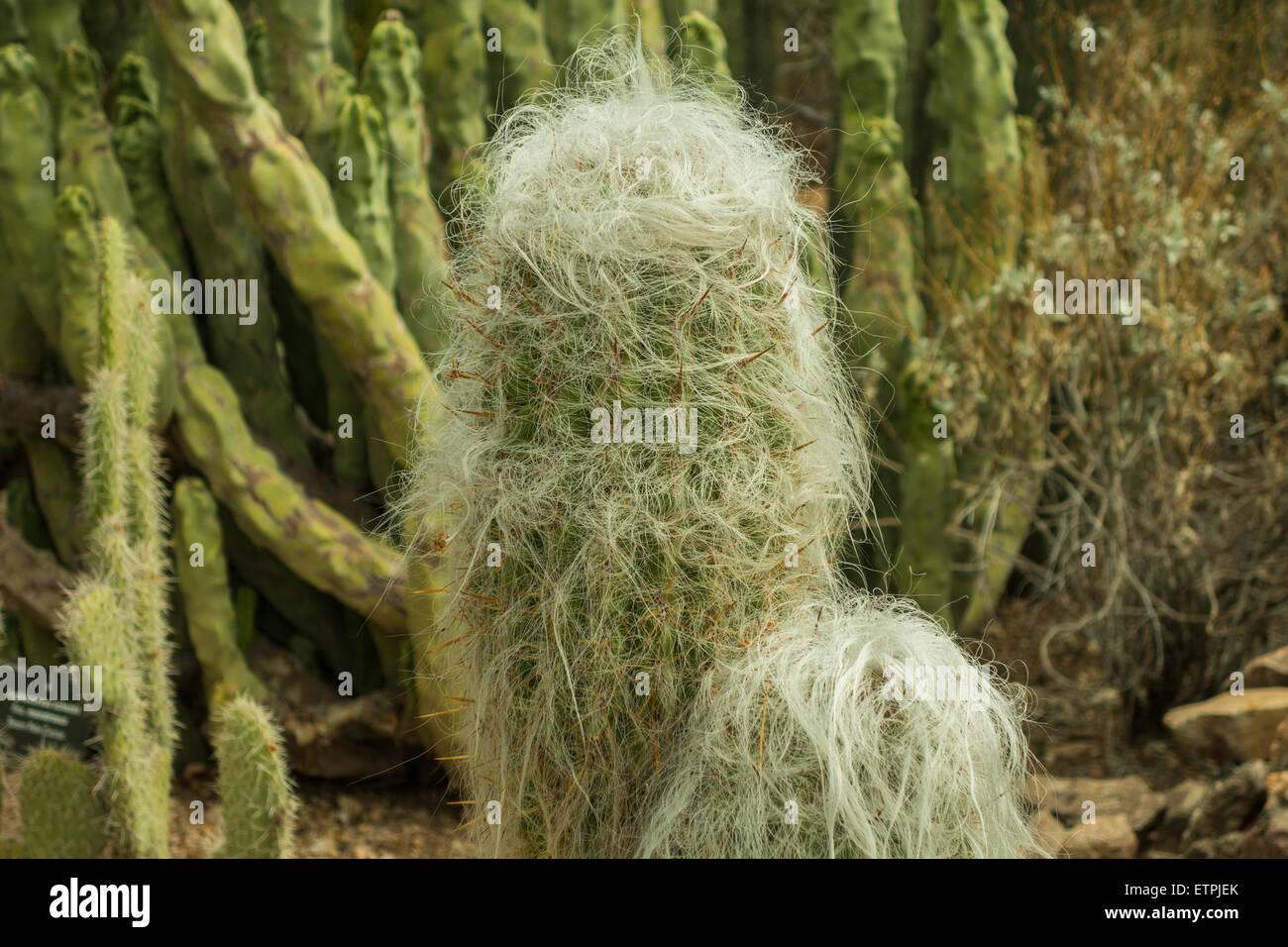 The Alien and Beautiful Life of the Desert in the Southwest USA Stock ...