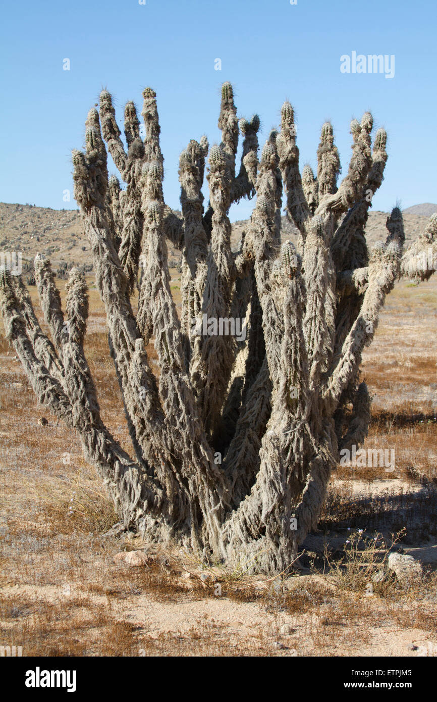 Dead cactus, plant, nature, vegetation, Pan de Azucar, Northern Chile ...