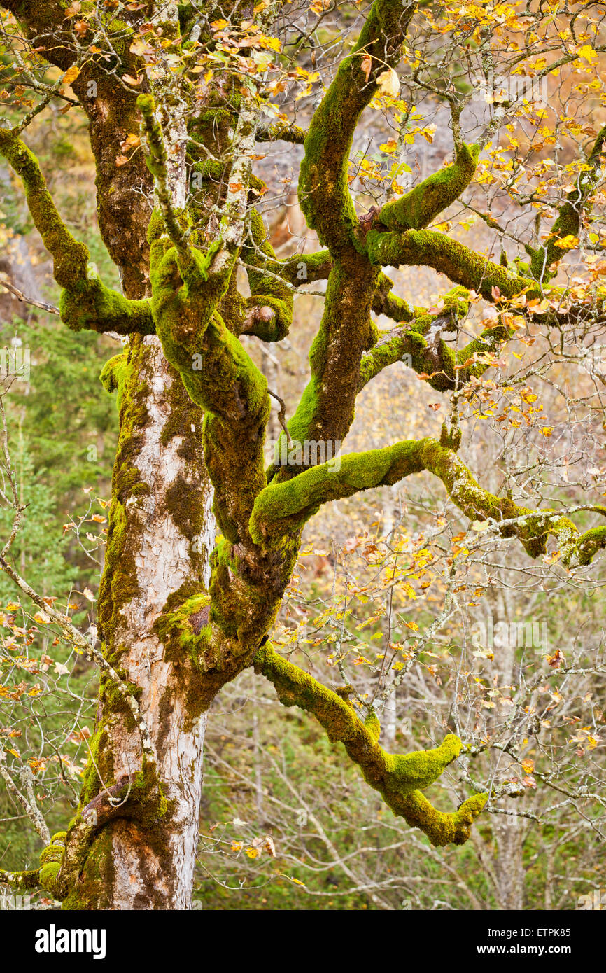 mossy maple logs Stock Photo - Alamy