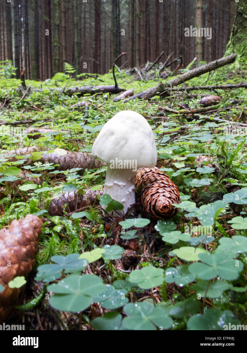 European destroying angel, Amanita virosa, fatally, toxic Stock Photo ...