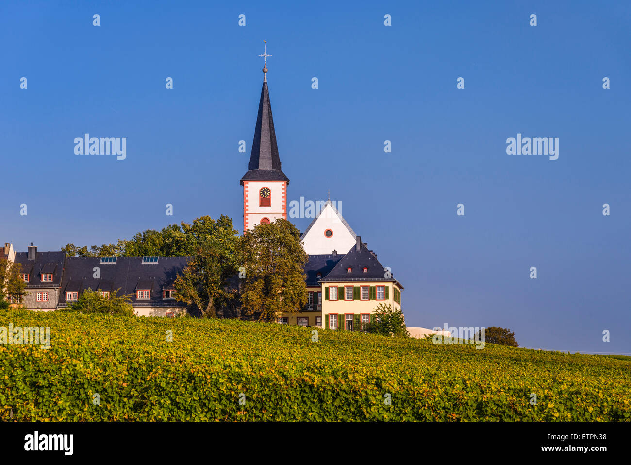 Germany, Hesse, Main-Taunus district, Hochheim am Main, vineyards ...